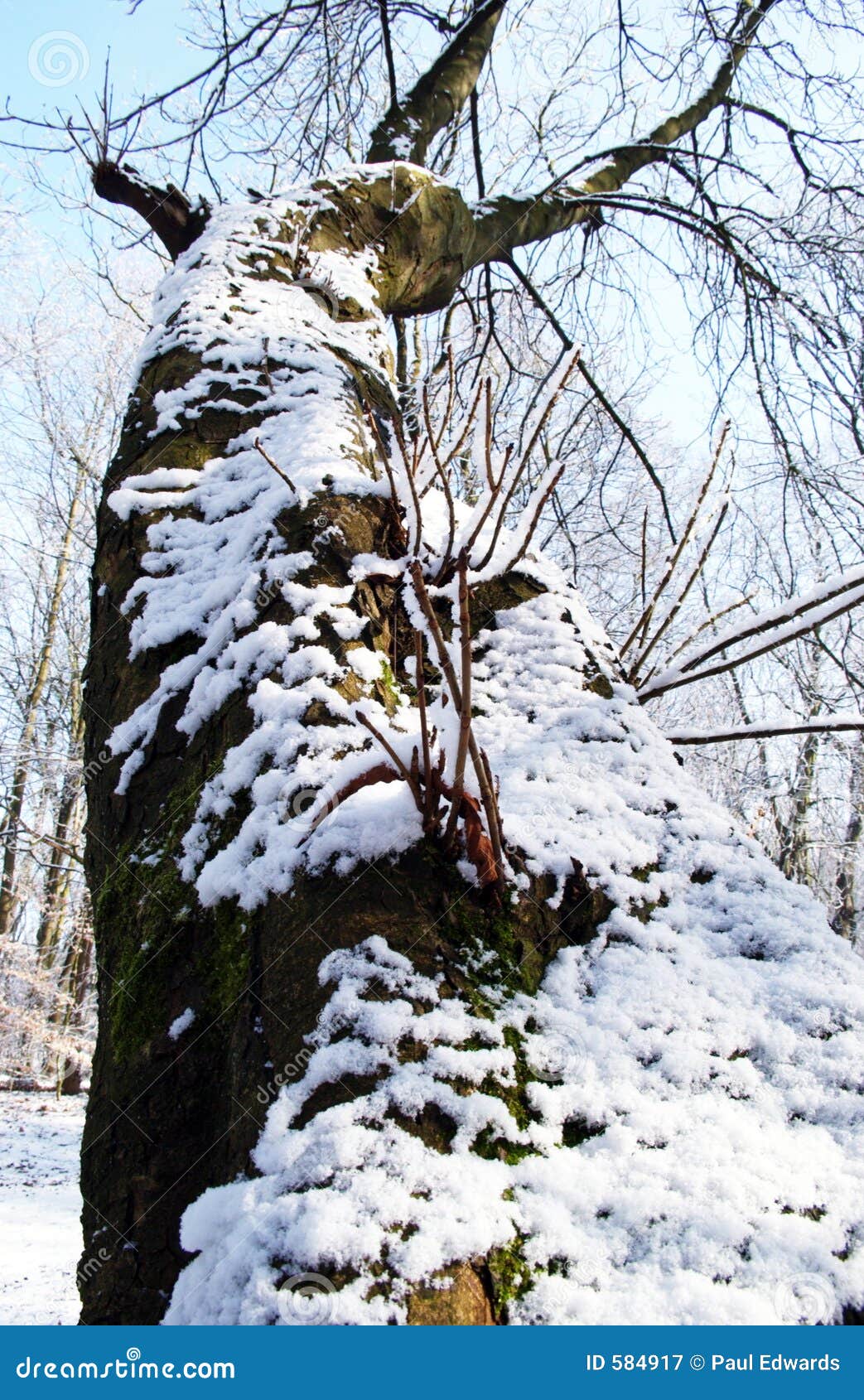 The winter Trunk stock image. Image of blue, winter, tree - 584917