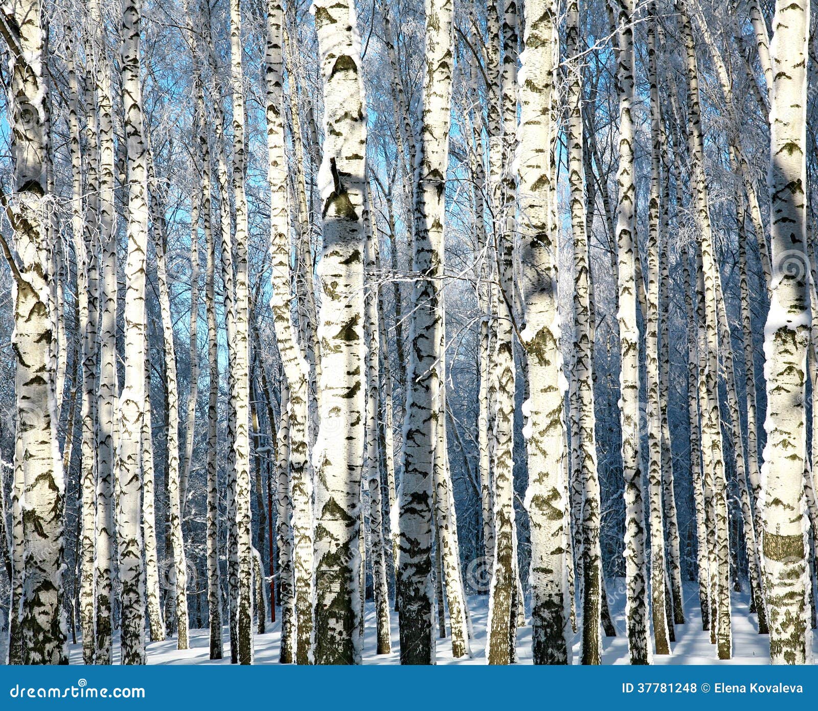 Winter Trunks of Birch Trees in Sunlight Stock Photo - Image of pattern ...