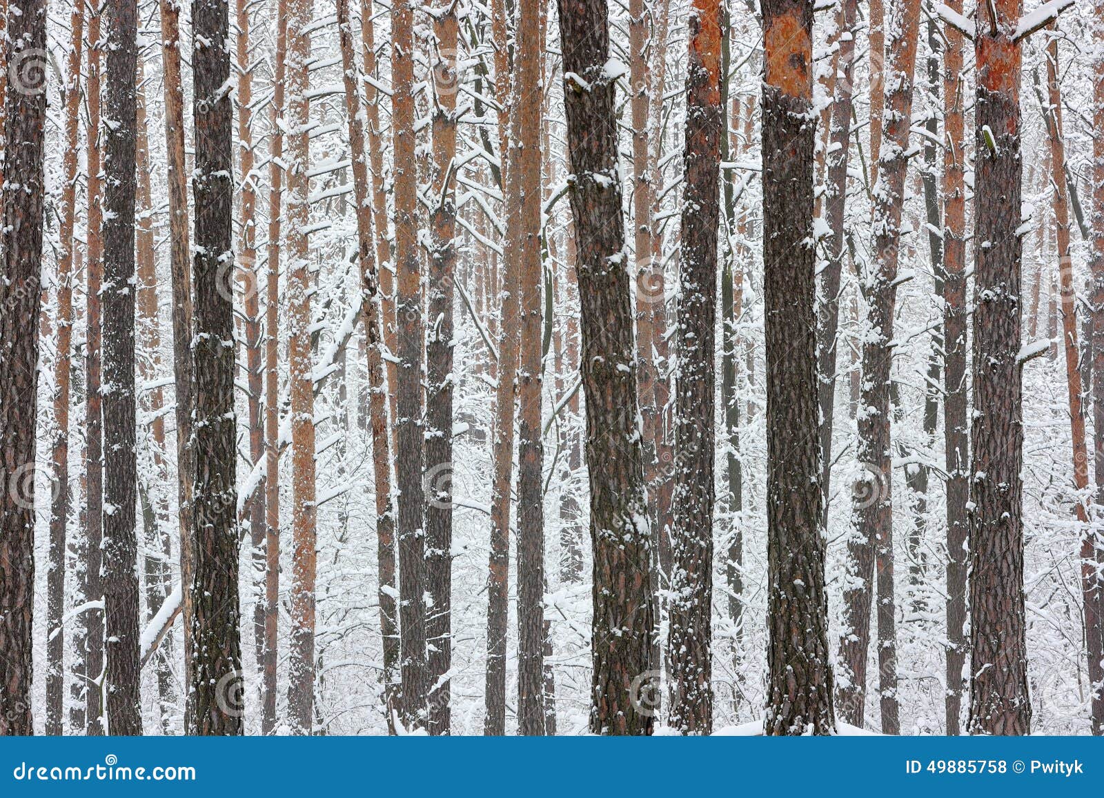Winter trunks of trees. stock photo. Image of cold, bright - 49885758