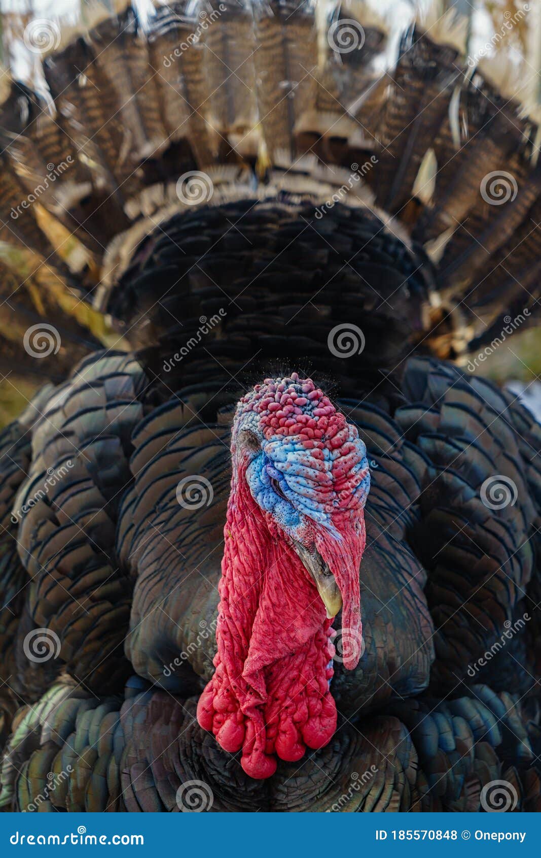 Winter Barnyard Turkey stock photo. Image of domestic - 185570848