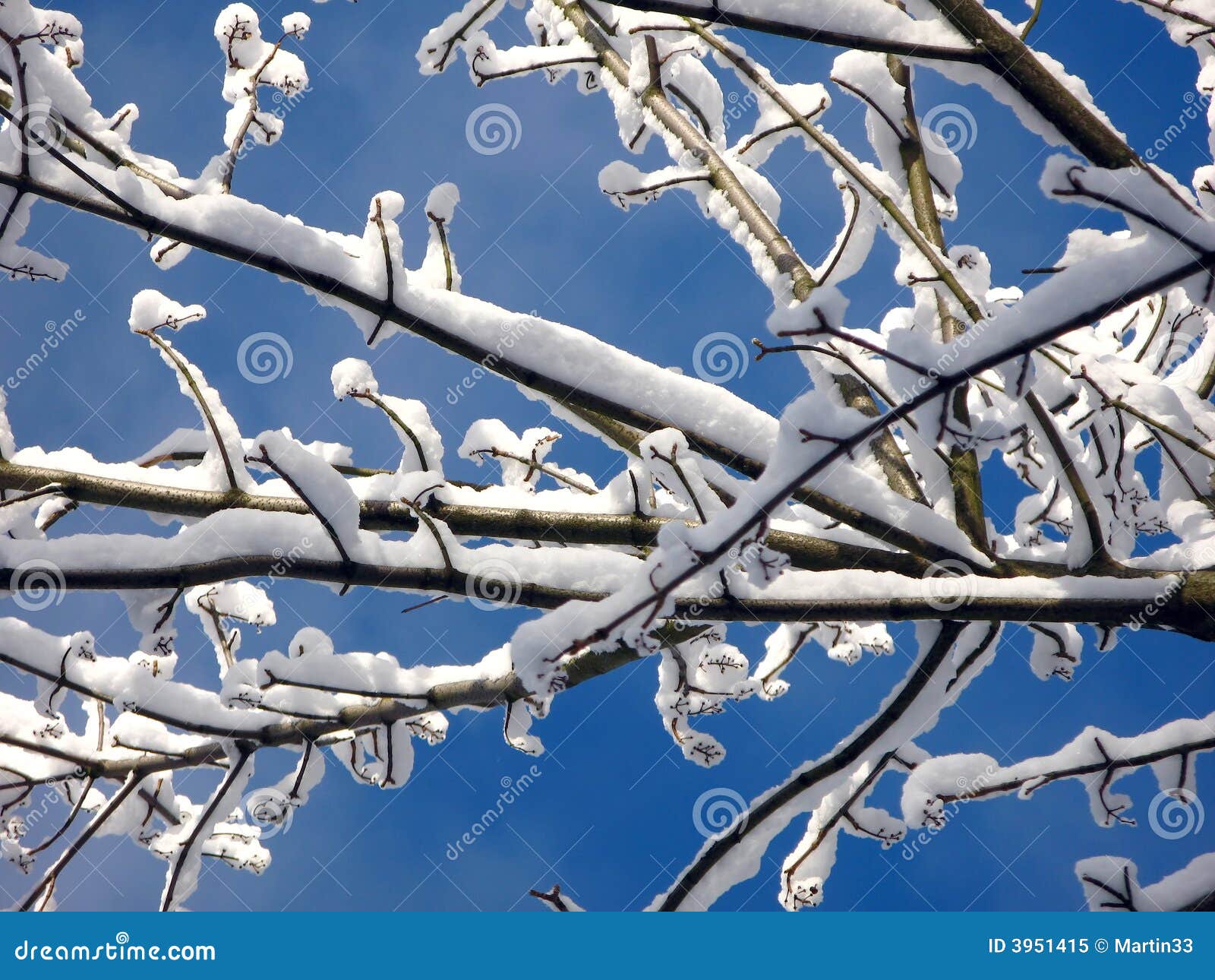 Winter twigs stock image. Image of background, growth - 3951415