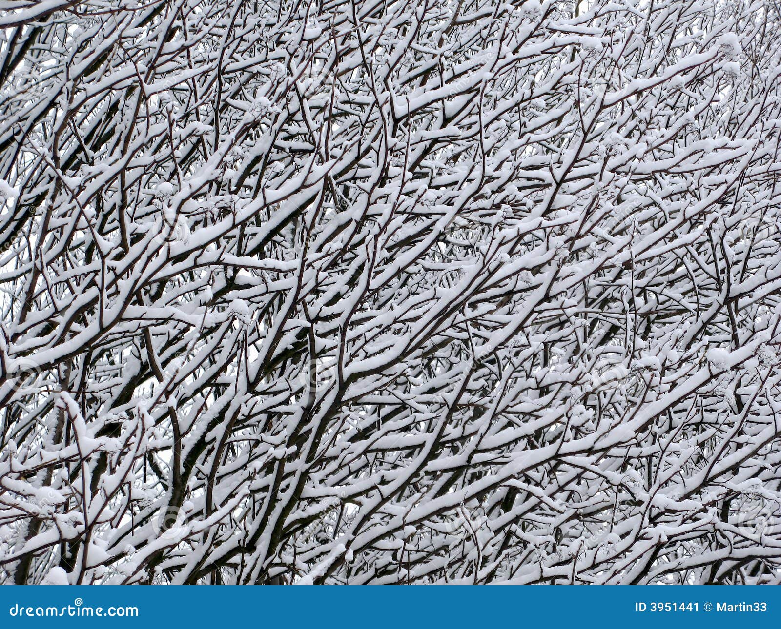Winter twigs stock image. Image of frozen, snow, freezy - 3951441