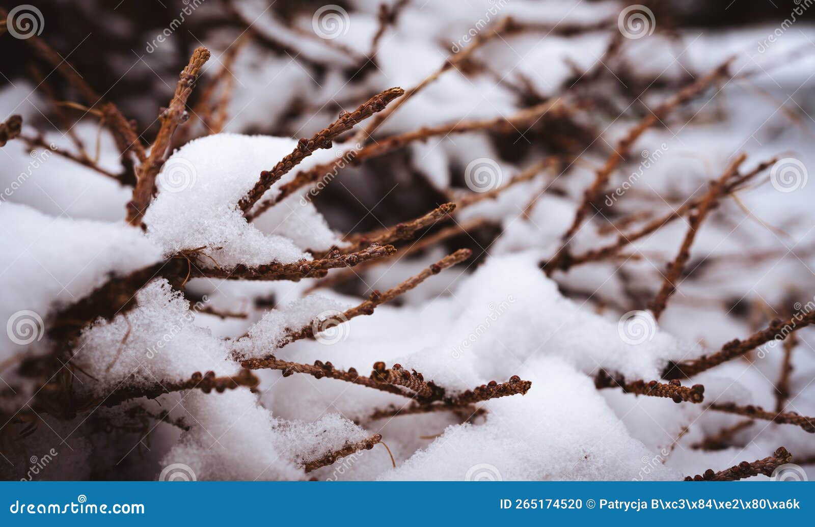 Winter Twigs, Bush. Sticks among the Snow for Wallpaper. Stock Photo ...