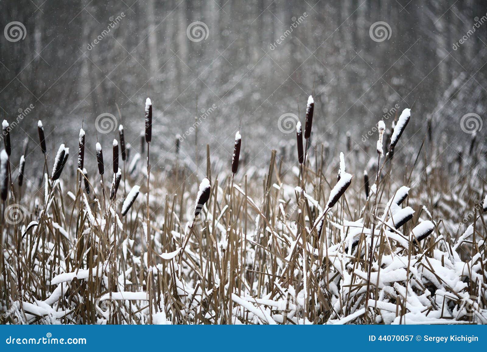 Winter Twigs and Grass Covered with Frost Stock Image - Image of blue ...