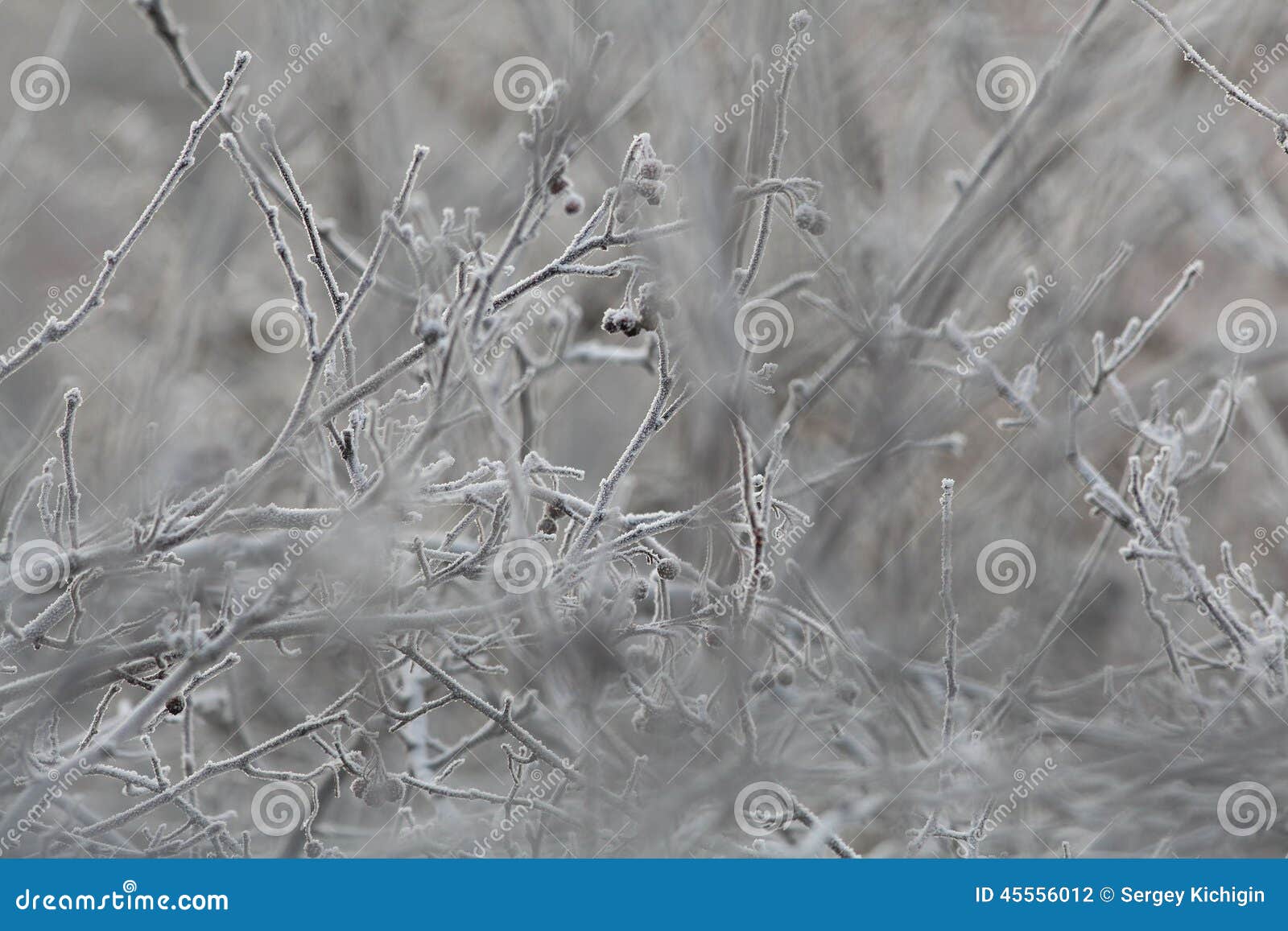 Winter Twigs and Grass Covered with Frost and Snow Stock Photo - Image ...