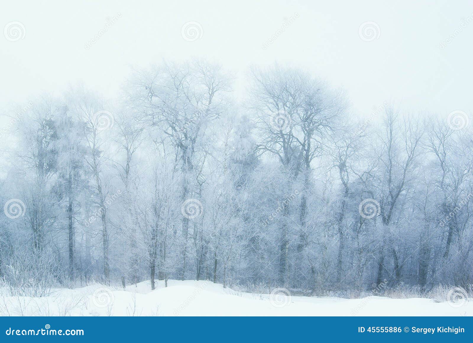 Winter Twigs and Grass Covered with Frost and Snow Stock Photo - Image ...
