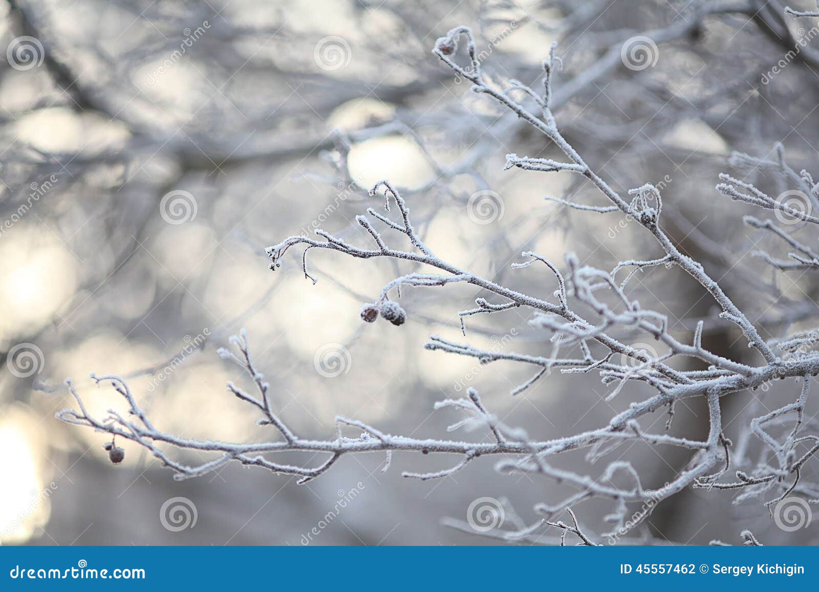 Winter Twigs and Grass Covered with Frost and Snow Stock Photo - Image ...