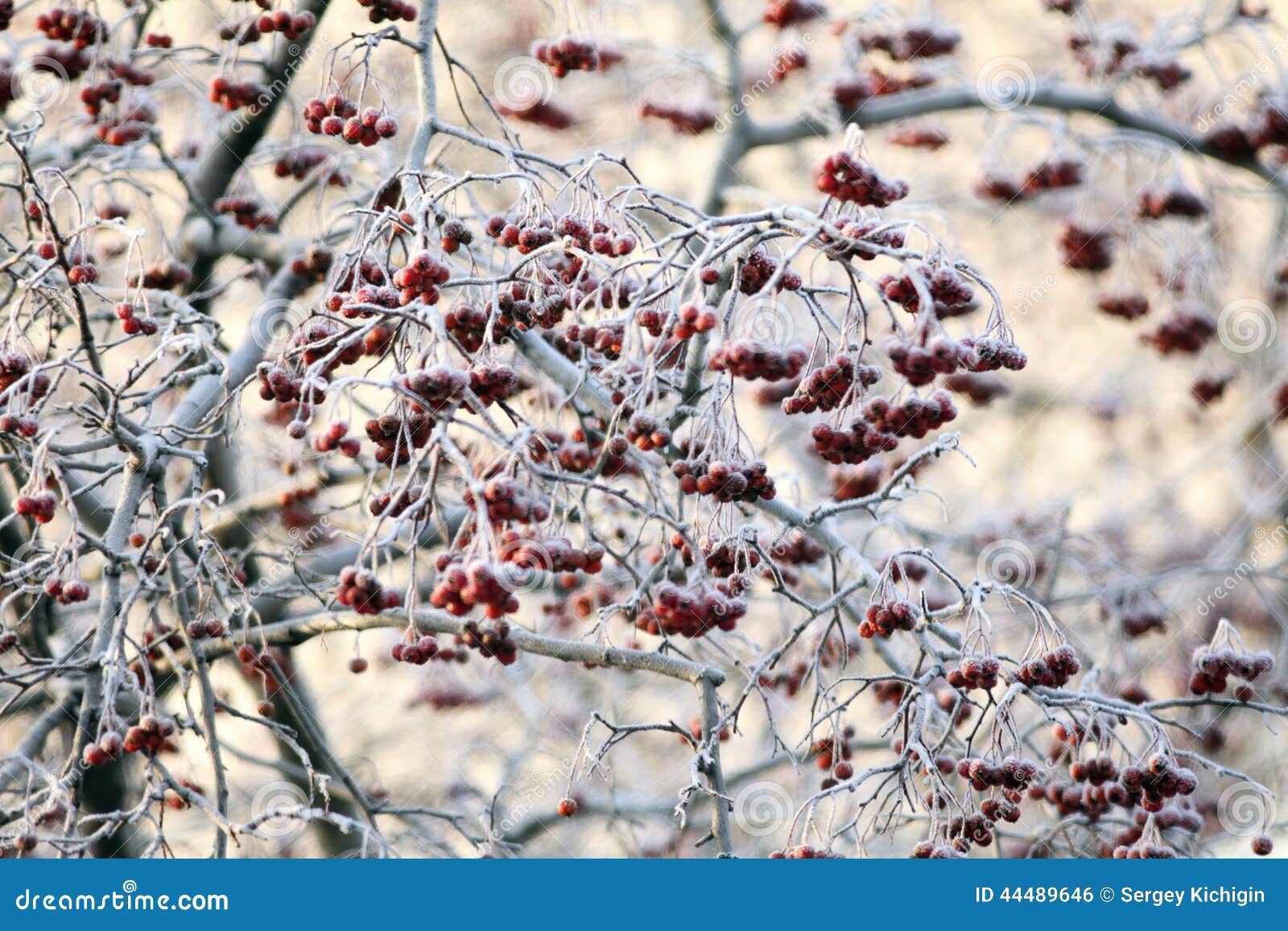 Winter Twigs and Grass Covered with Snow Stock Photo - Image of crystal ...