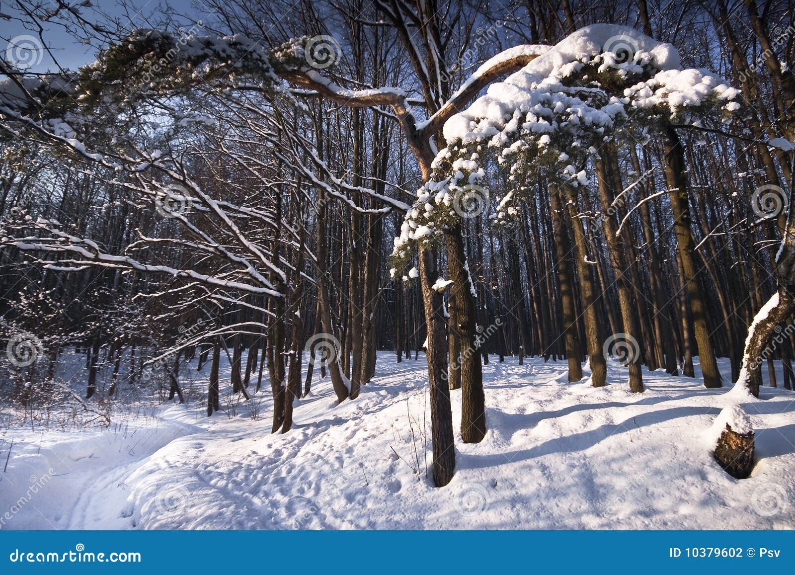 Winter twilight in forest stock photo. Image of frost - 10379602