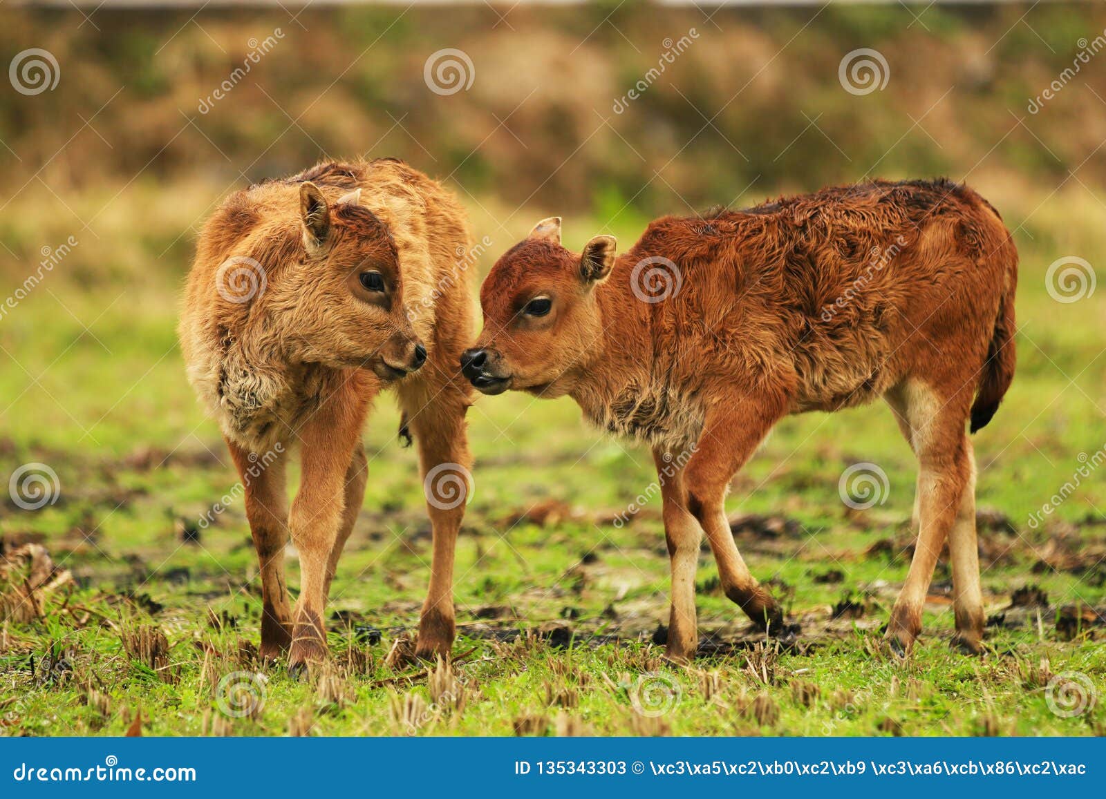 Two Young Calves Playing on the Grass Stock Image - Image of blurred ...
