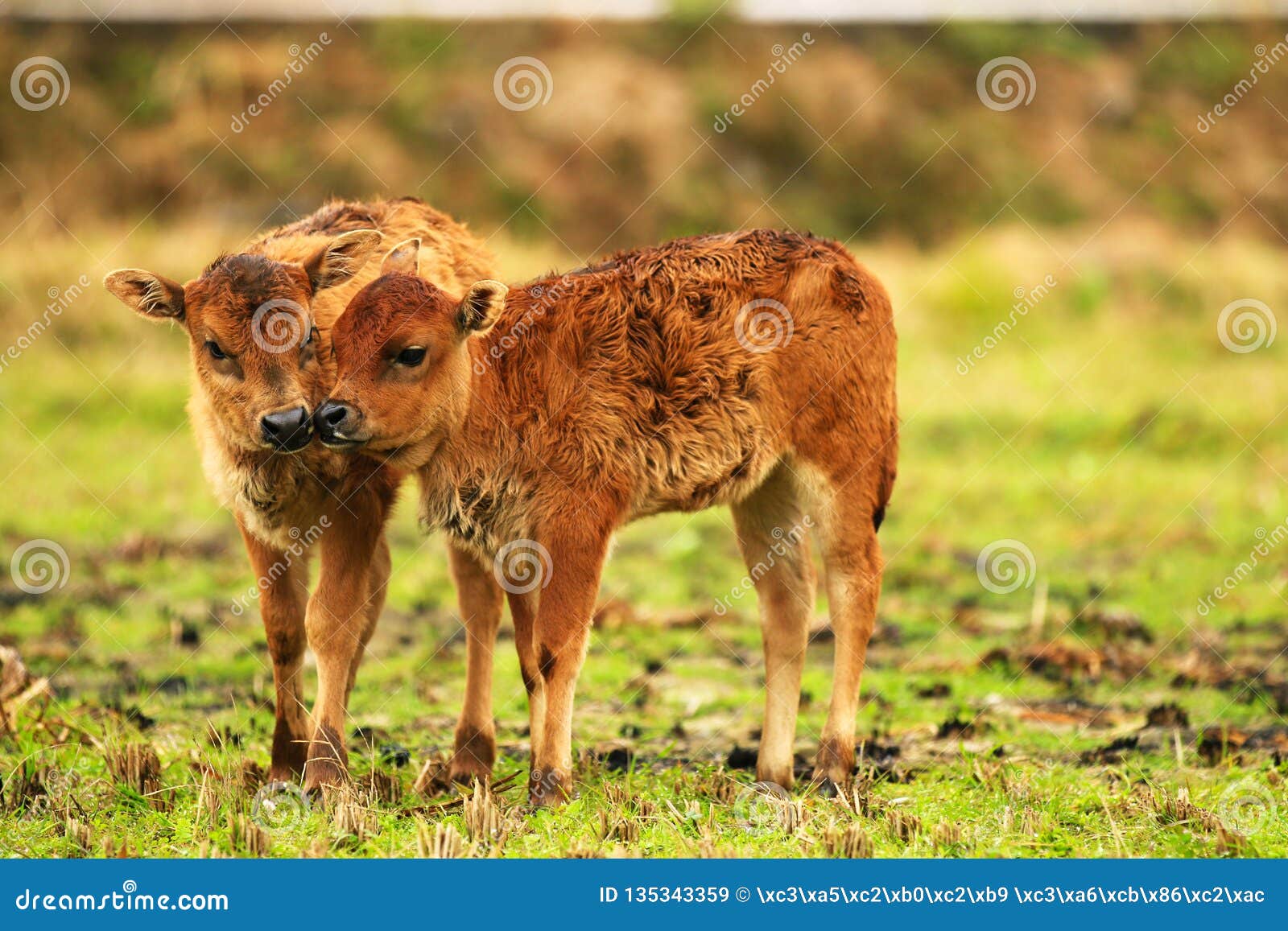 Two Young Calves Playing on the Grass Stock Image - Image of ...