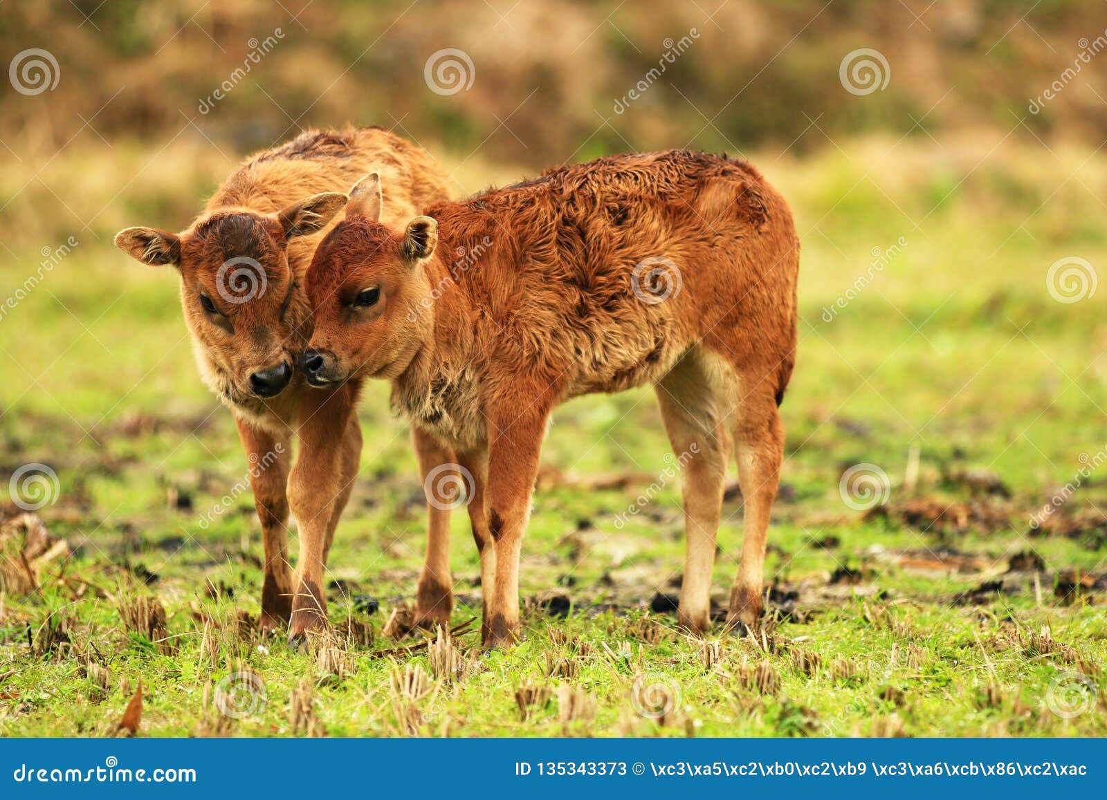 Two Young Calves Playing on the Grass Stock Image - Image of grass ...