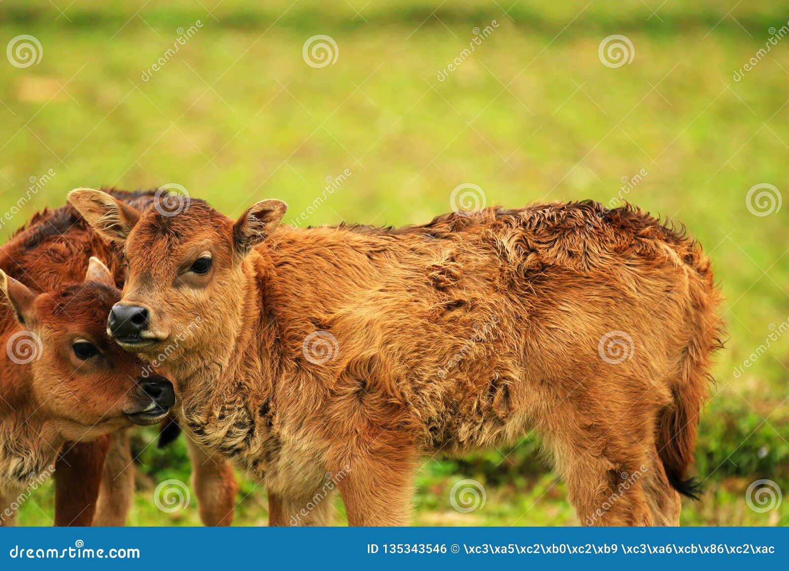 Two Young Calves Playing on the Grass Stock Photo - Image of ...