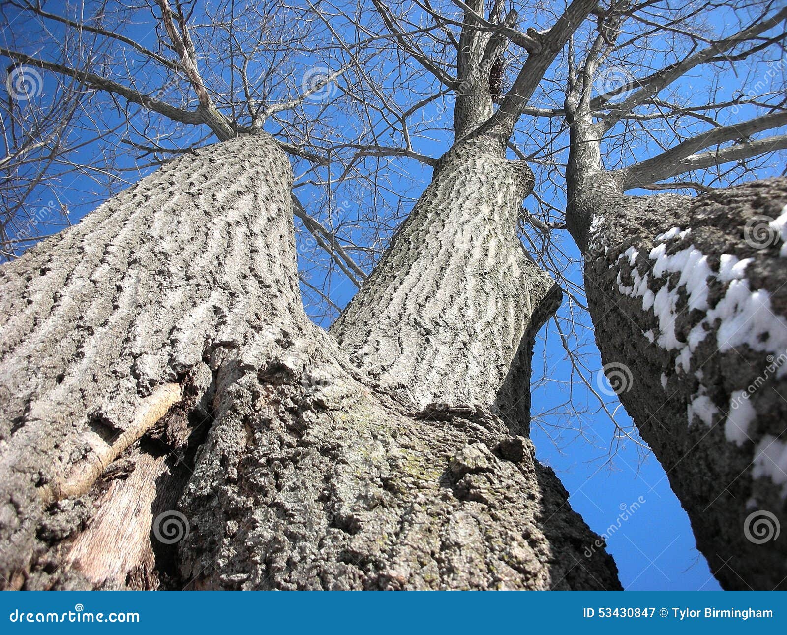 Triple Oak Tree in Winter stock image. Image of december - 53430847