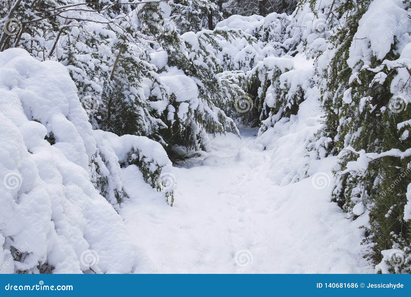 Vegetation covered of snow stock photo. Image of branches - 140681686