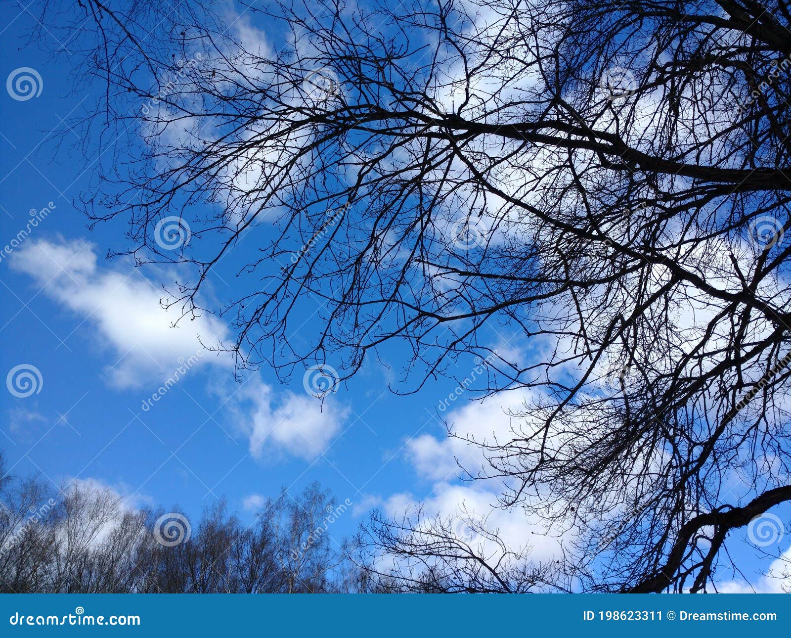 WINTER VERY BLUE SKY and TREES Stock Image - Image of colorful, flower ...