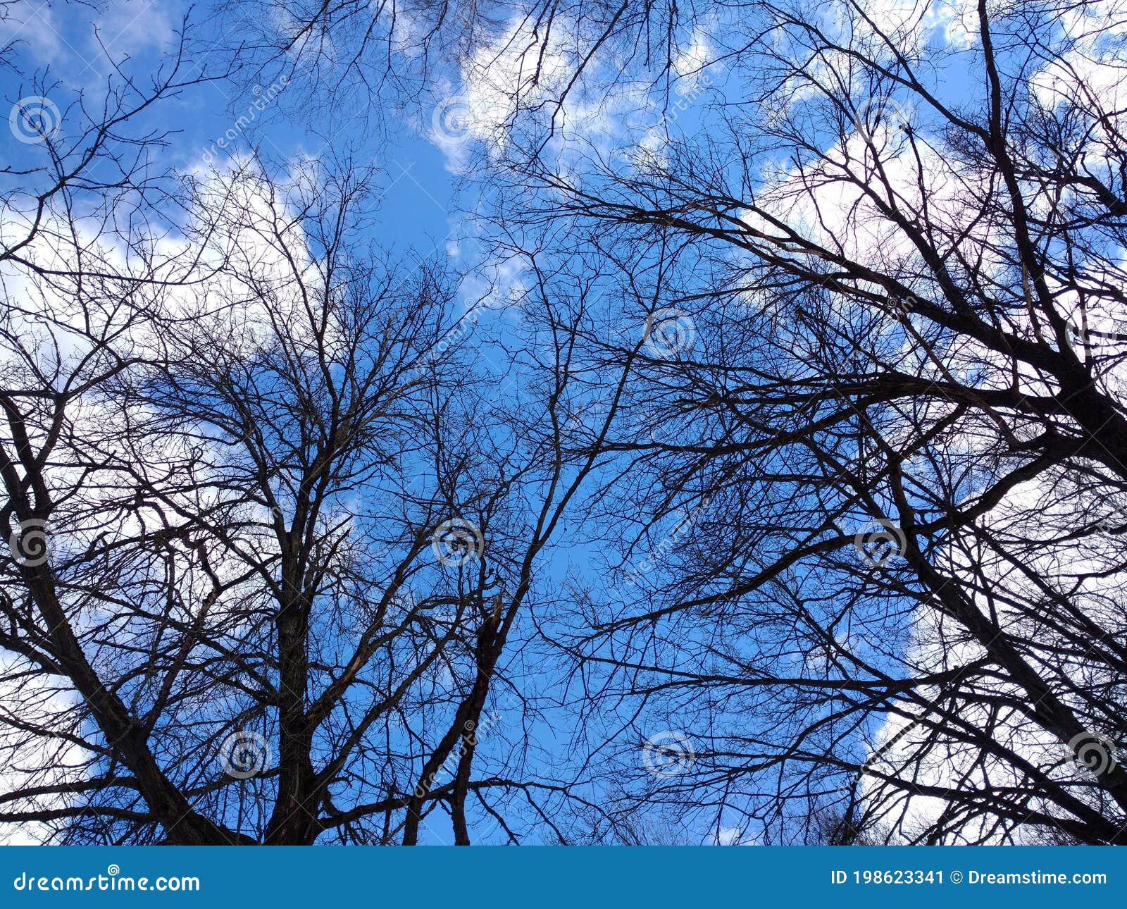 VERY BLUE SKY and TREES stock image. Image of hanging - 198623341