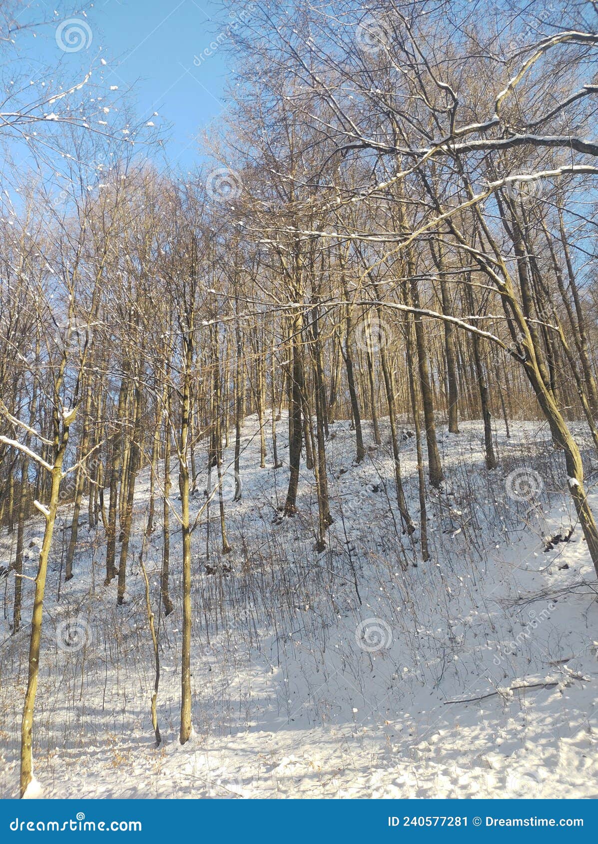 Winter vibes stock image. Image of vibes, winter, snow - 240577281