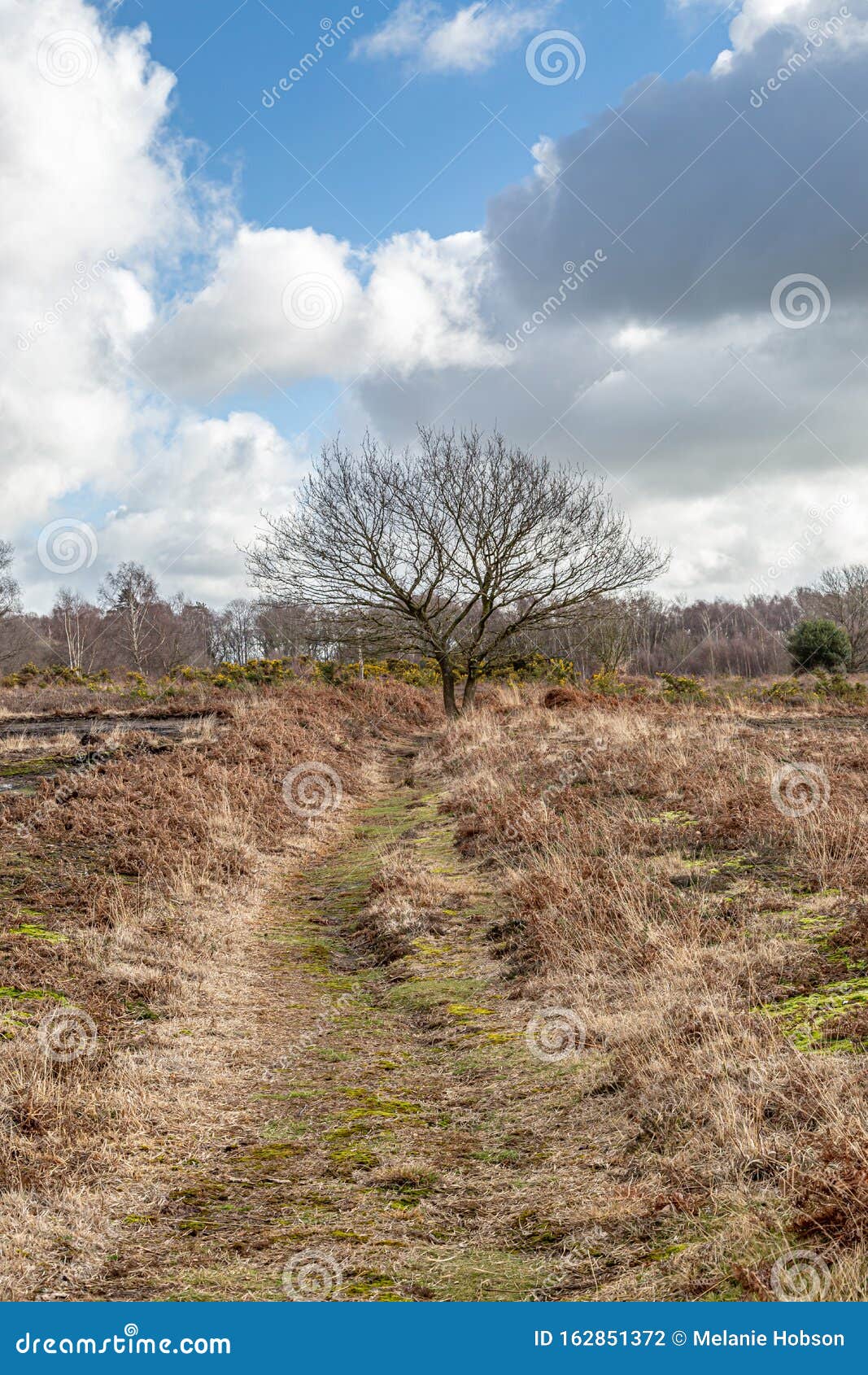 Chailey Common stock photo. Image of natural, bare, brown - 162851372