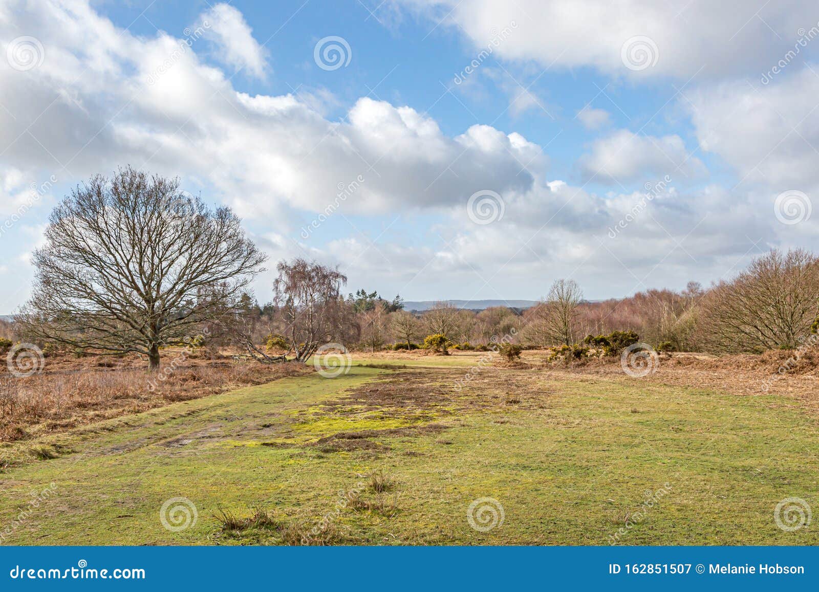 Chailey Common stock image. Image of growth, sunshine - 162851507