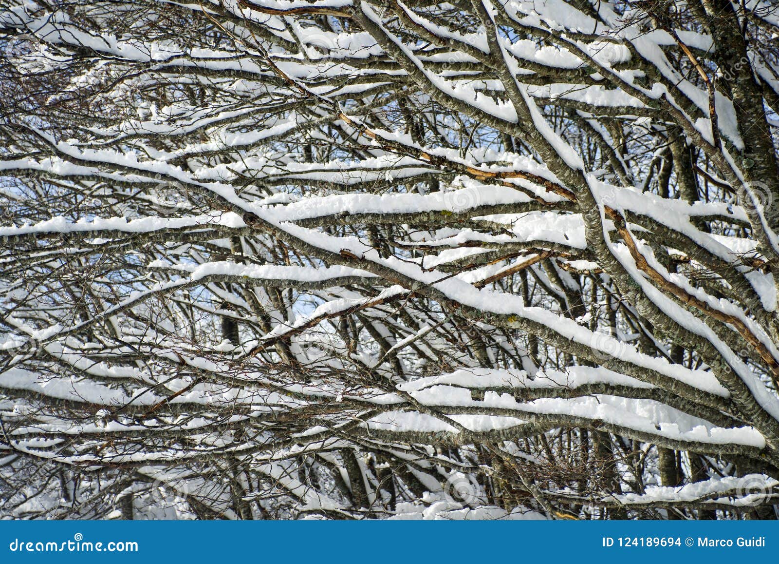 Snow-covered tree branch stock photo. Image of january - 124189694