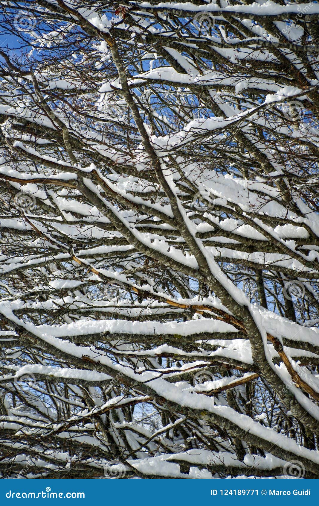 Snow-covered tree branch stock image. Image of seasonal - 124189771