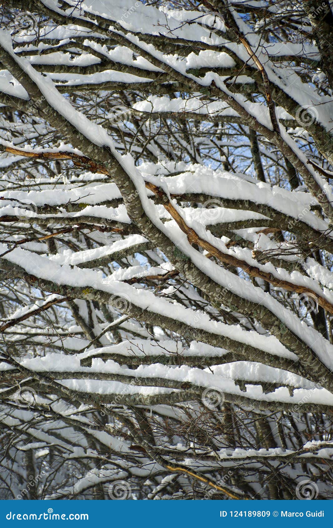 Snow-covered tree branch stock image. Image of january - 124189809