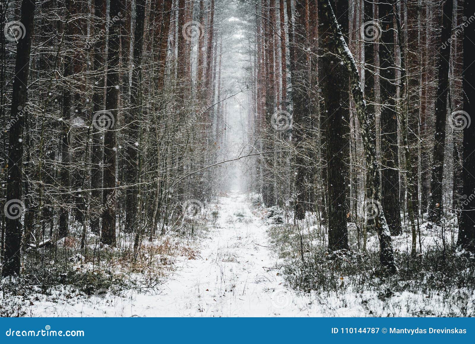 Winter View of Forest Pathway Stock Image - Image of snowy, cold: 110144787