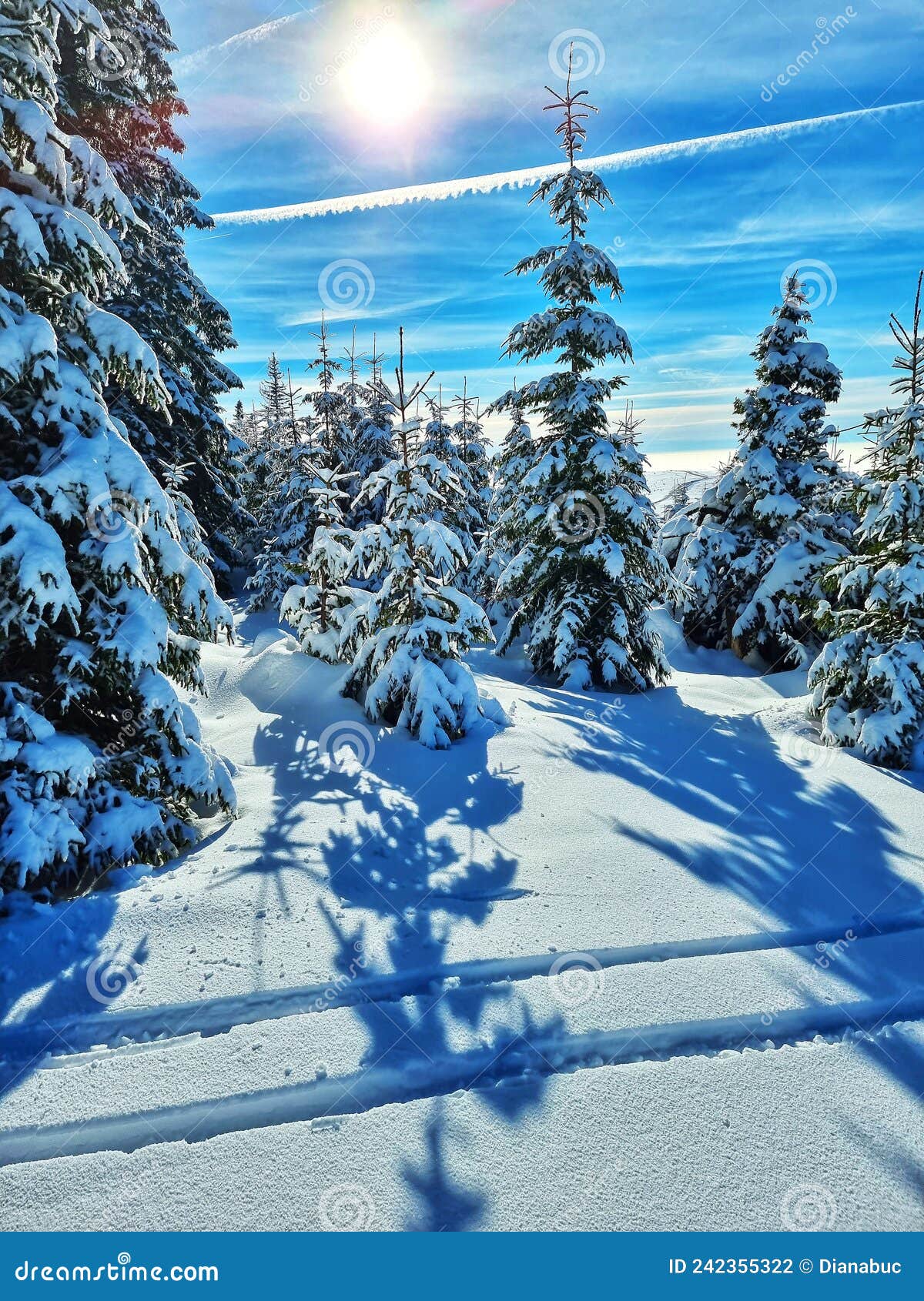 Winter view and nice snow stock photo. Image of nature - 242355322