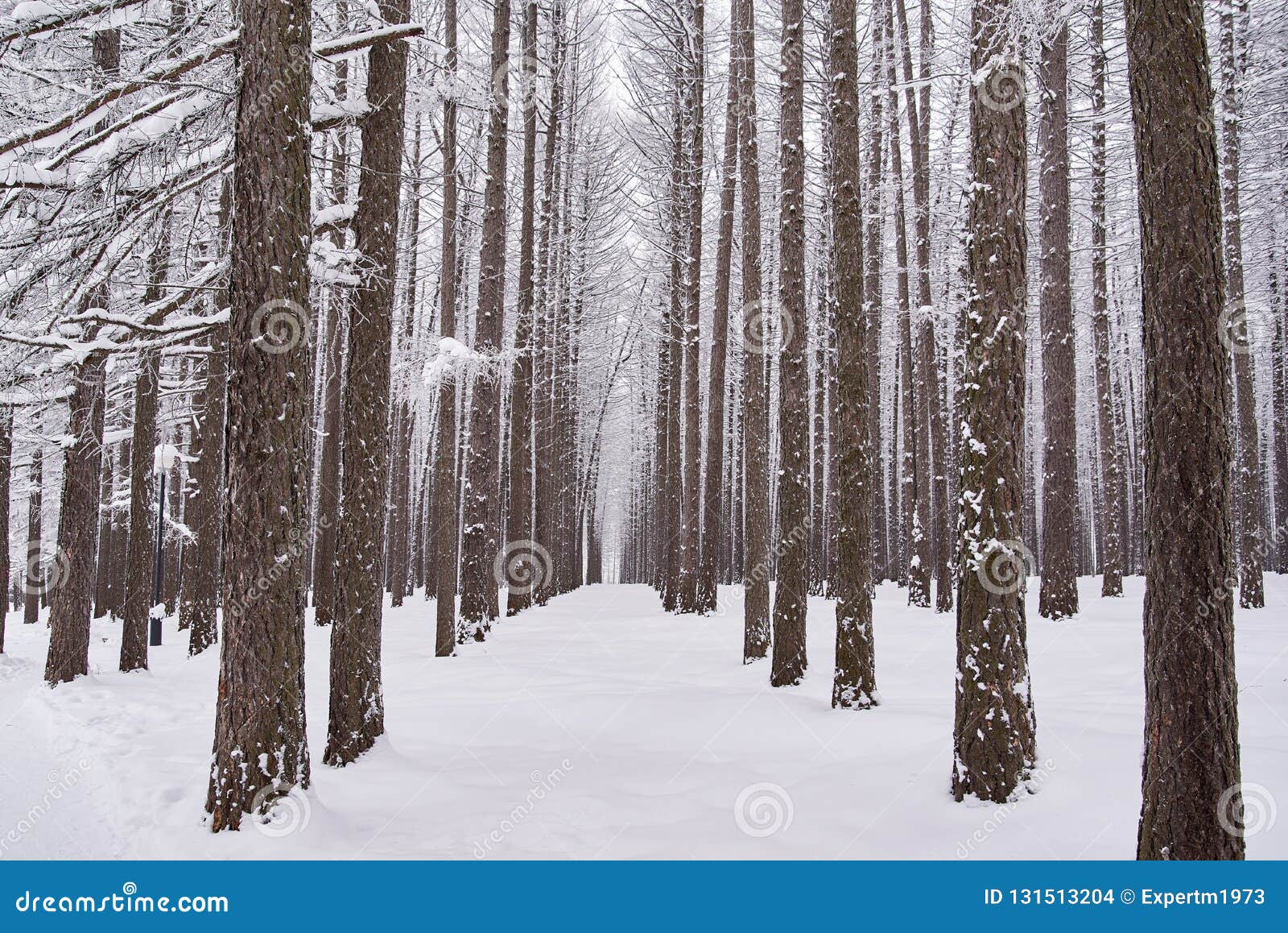Winter View of Rows of Trunk Trees Converging To the Horizon Stock ...