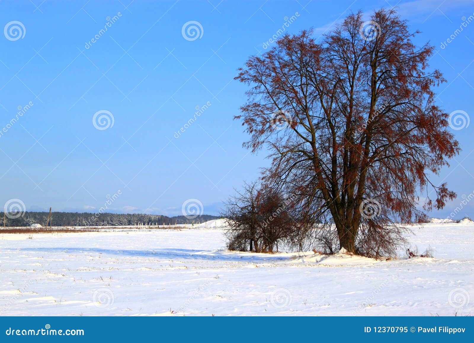 Winter view with tree stock image. Image of froze, covered - 12370795