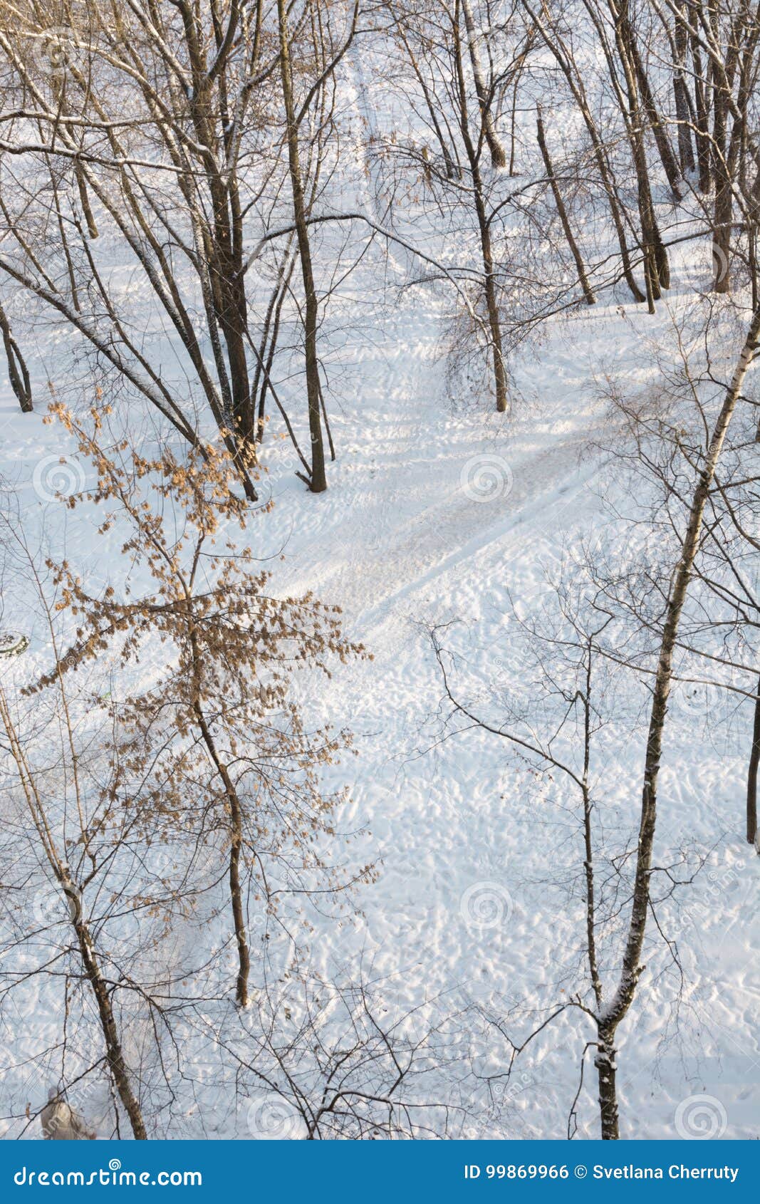 Winter. the View from the Windows on the Snow and Trees. Sunny Clear ...