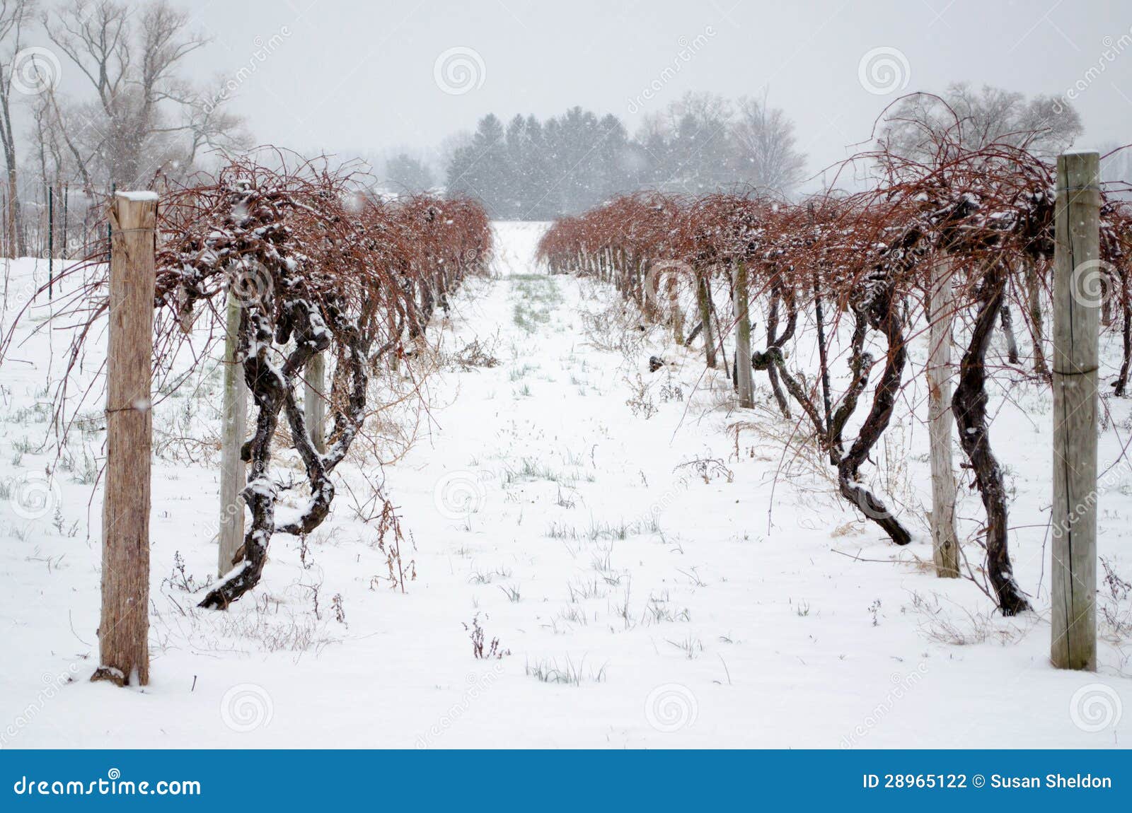 Winter vineyards stock photo. Image of winter, cold, field - 28965122