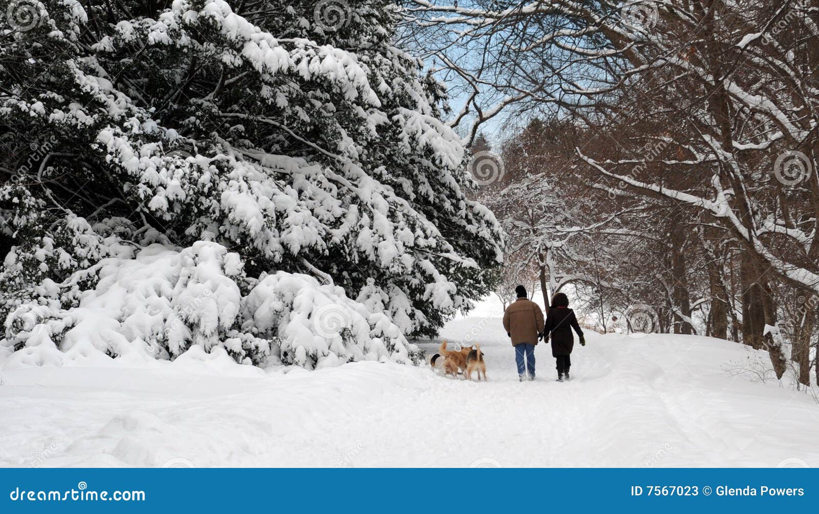 Winter Walk stock image. Image of fresh, freezing, trees - 7567023