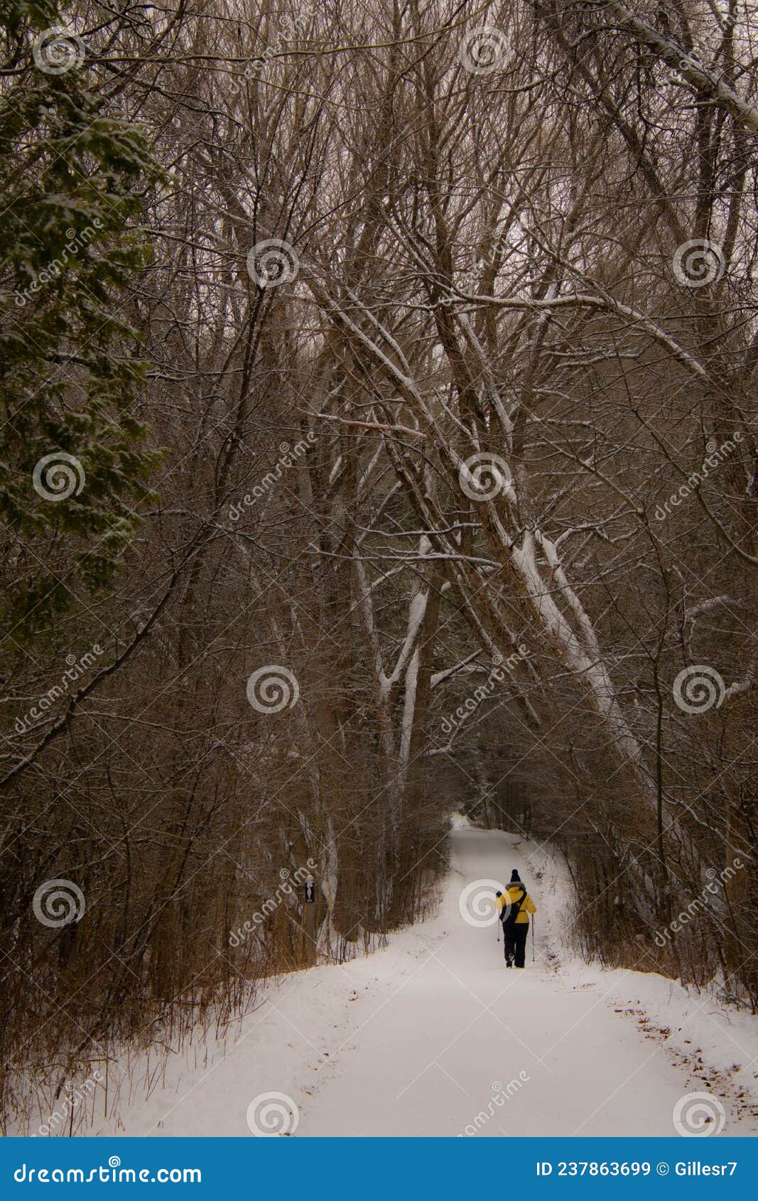 A Winter Walk in the Canadian Forest Stock Image - Image of trail ...
