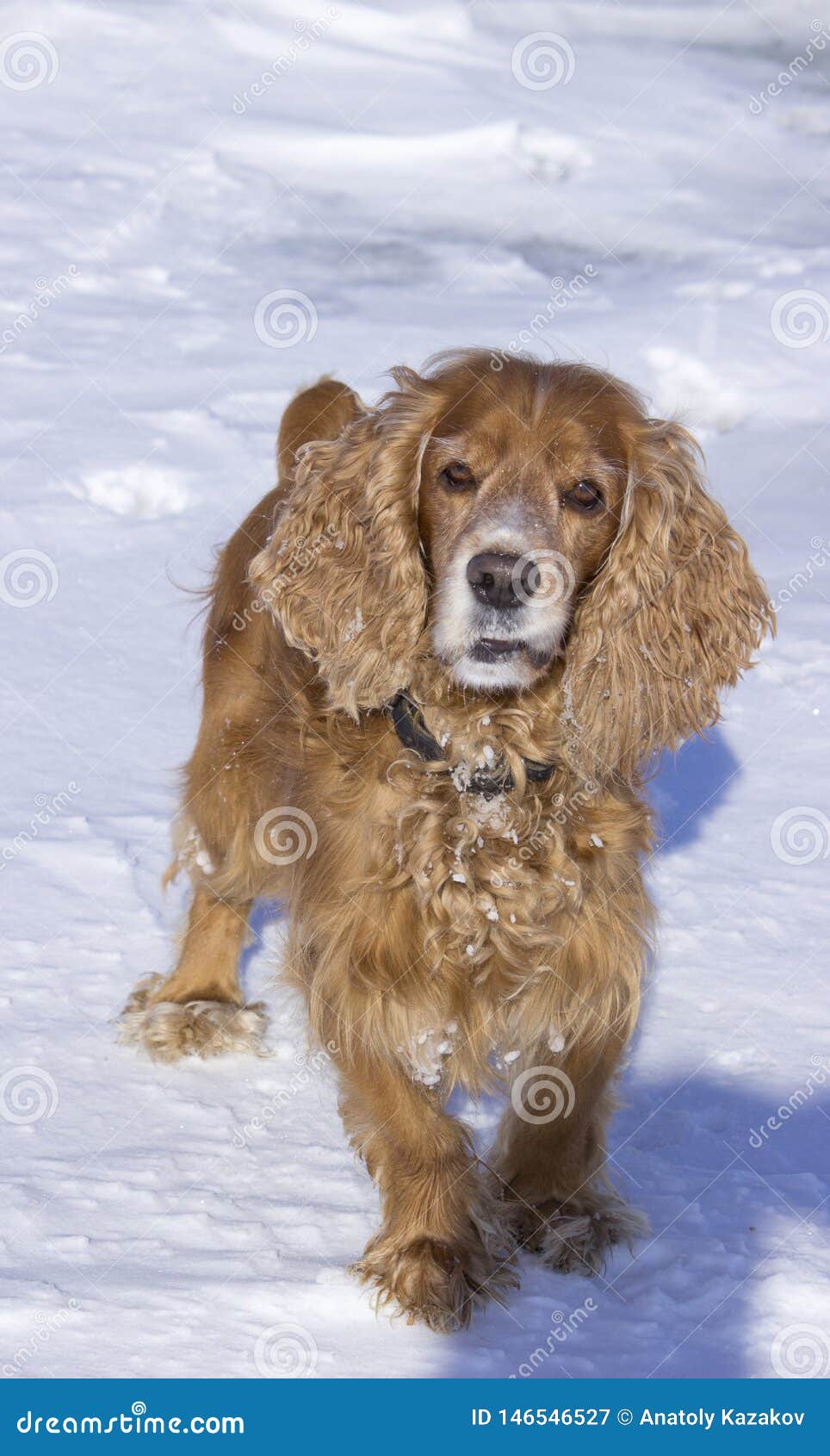 Winter Walk with Cocker Spaniel Stock Image - Image of portrait ...