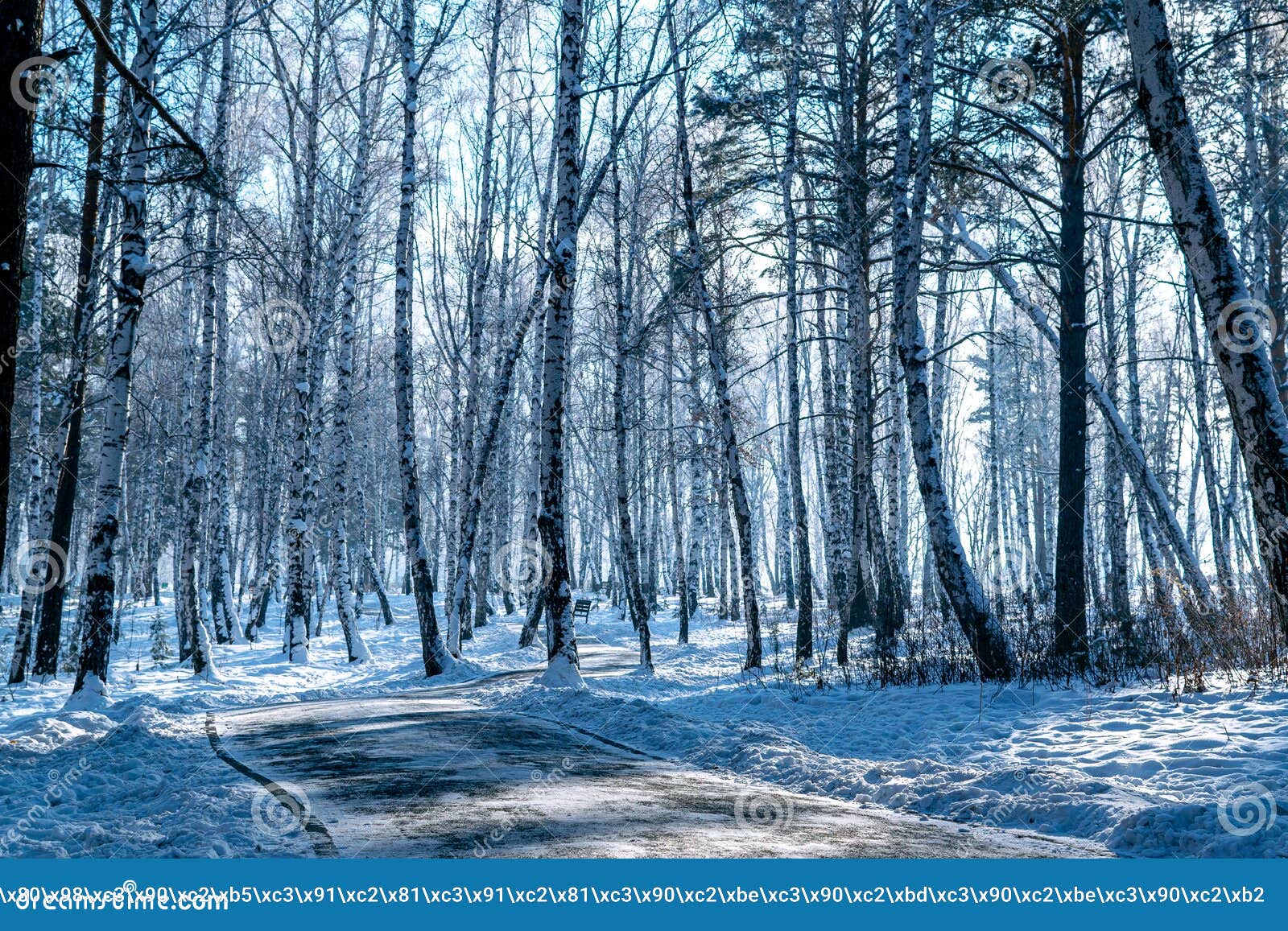 Winter Walk through the Snowy Grove Stock Photo - Image of grove ...