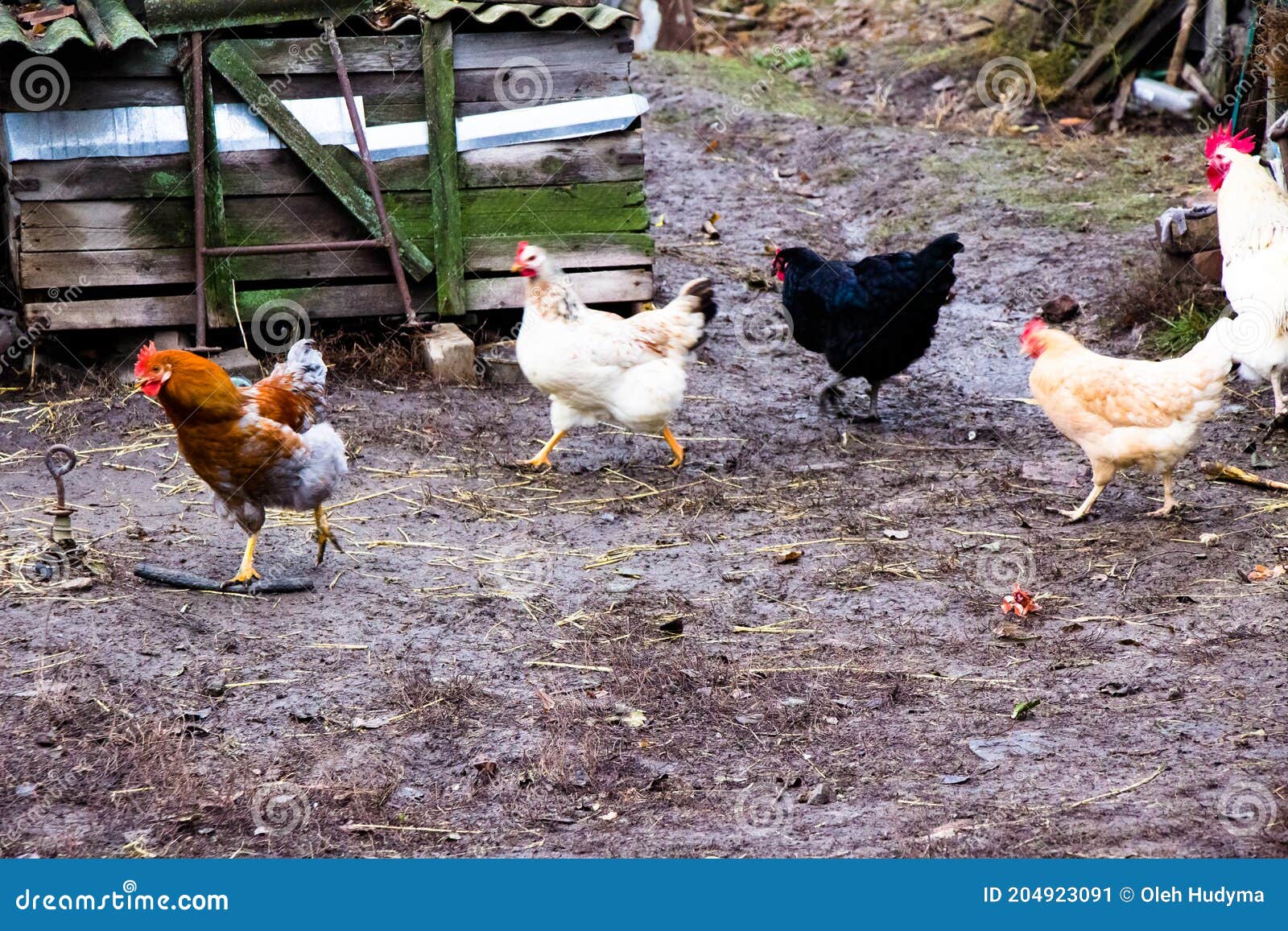Winter Walking Chickens in the Backyard Ukraine Stock Image - Image of ...