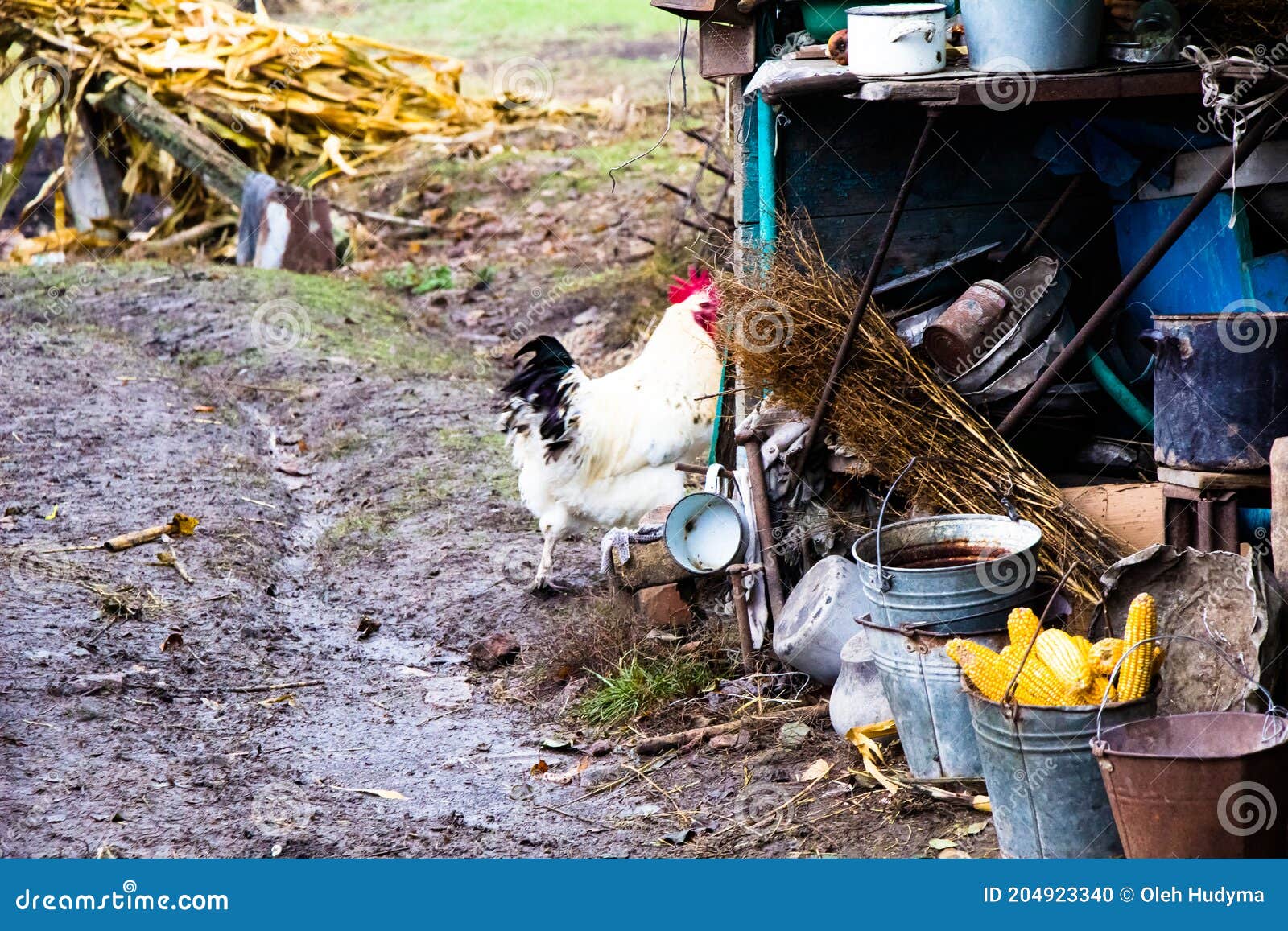 Winter Walking Chickens in the Backyard Ukraine Stock Photo - Image of ...