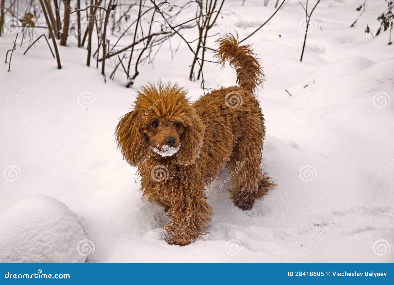 How Far Can A Miniature Poodle Walk
