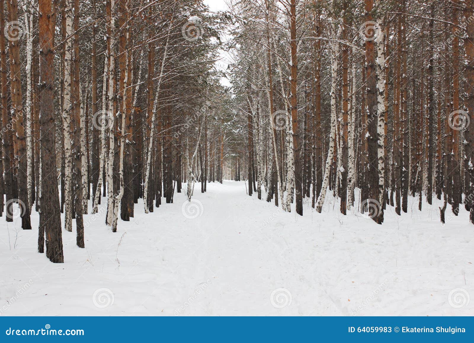 Winter walkway among trees stock image. Image of landscape - 64059983