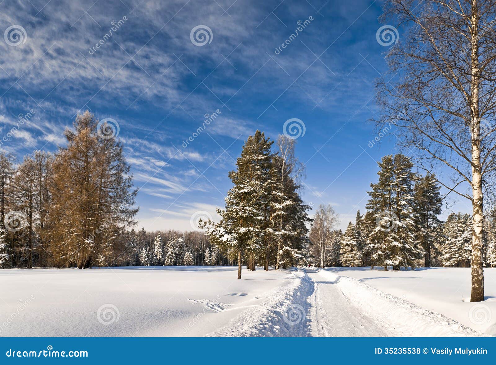Winter way to the forest stock photo. Image of sunny - 35235538
