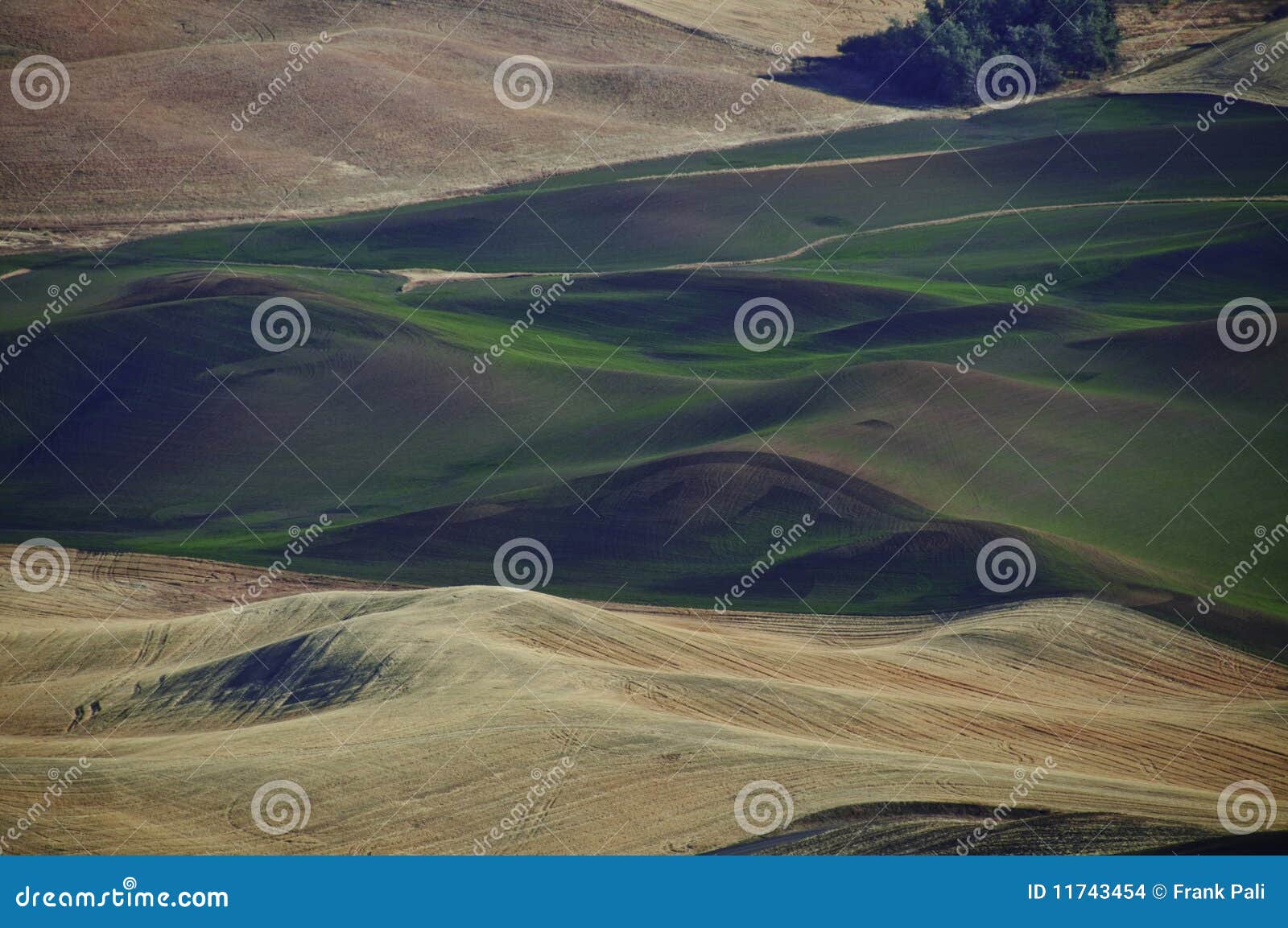 Winter Wheat stock photo. Image of fall, countryside - 11743454