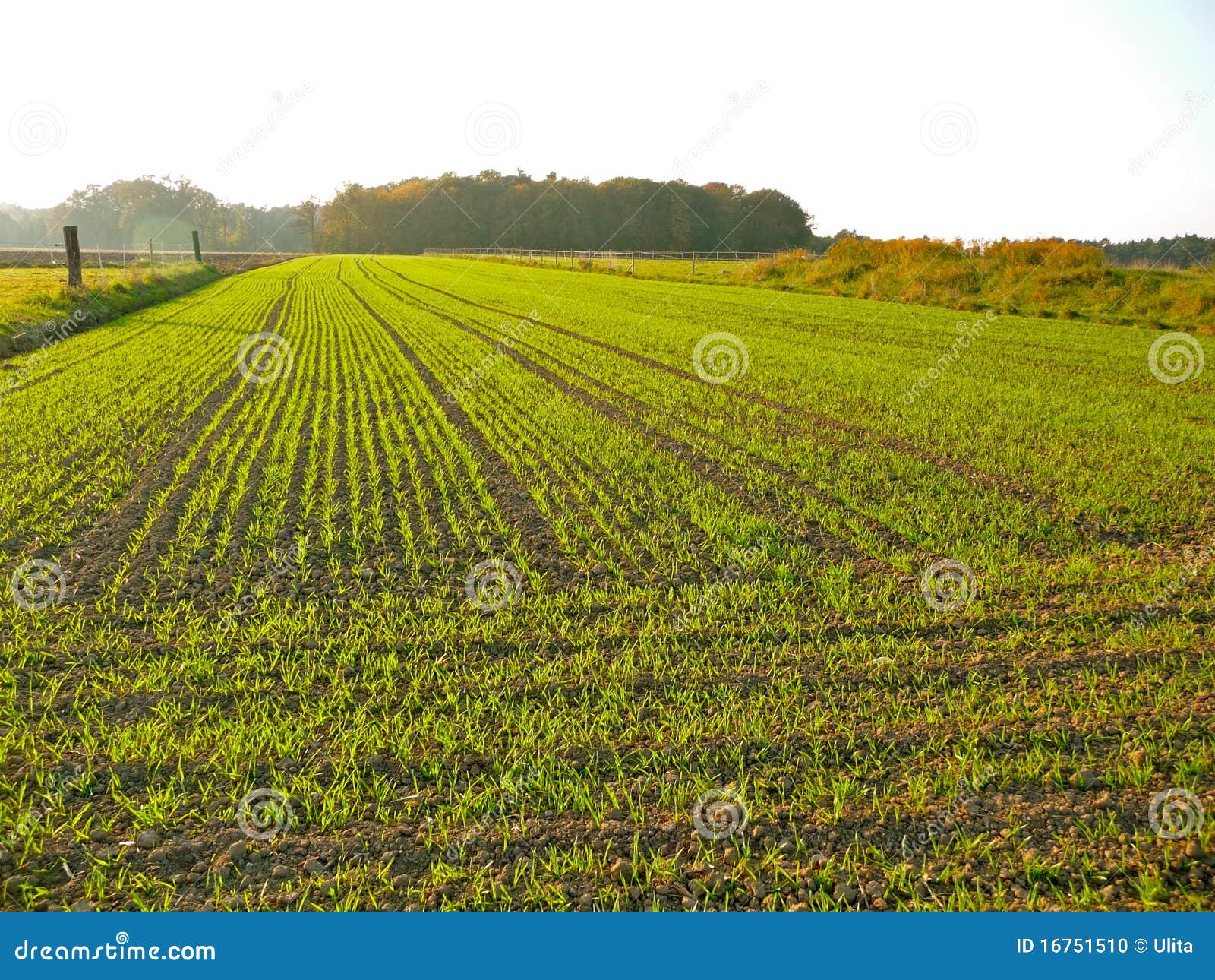 Winter Wheat stock photo. Image of winter, wheat, autumn - 16751510