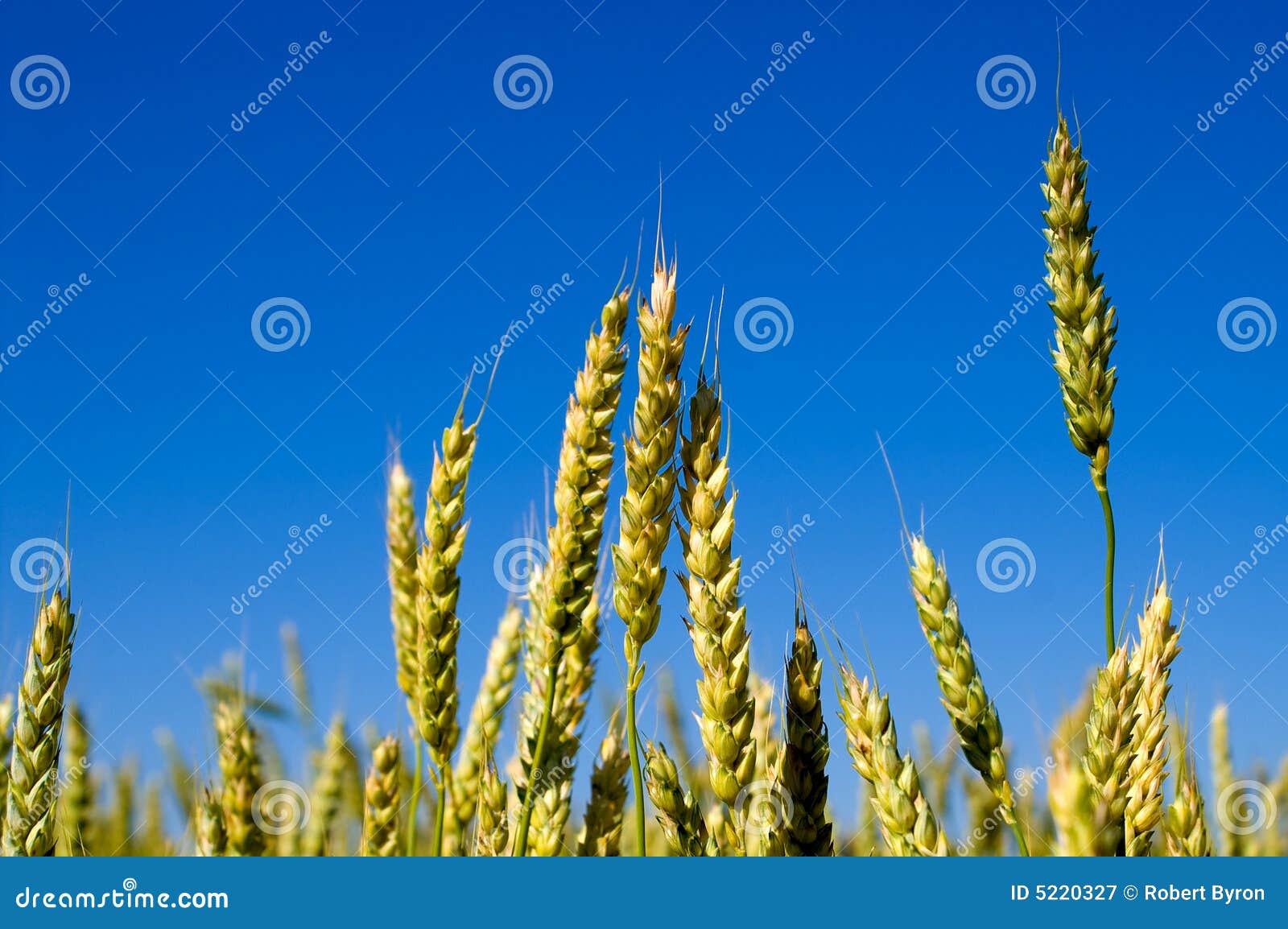 Winter Wheat stock image. Image of agricultural, farmland - 5220327