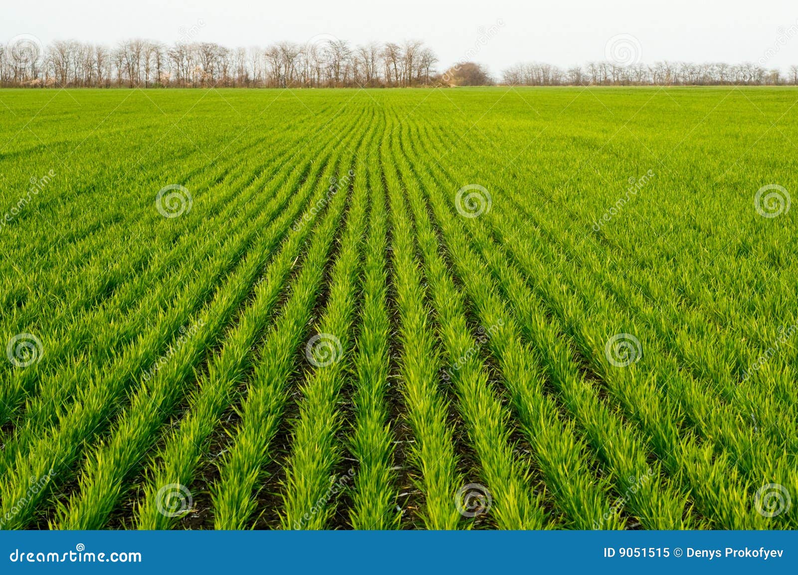Winter wheat stock image. Image of business, autumn, nature - 9051515