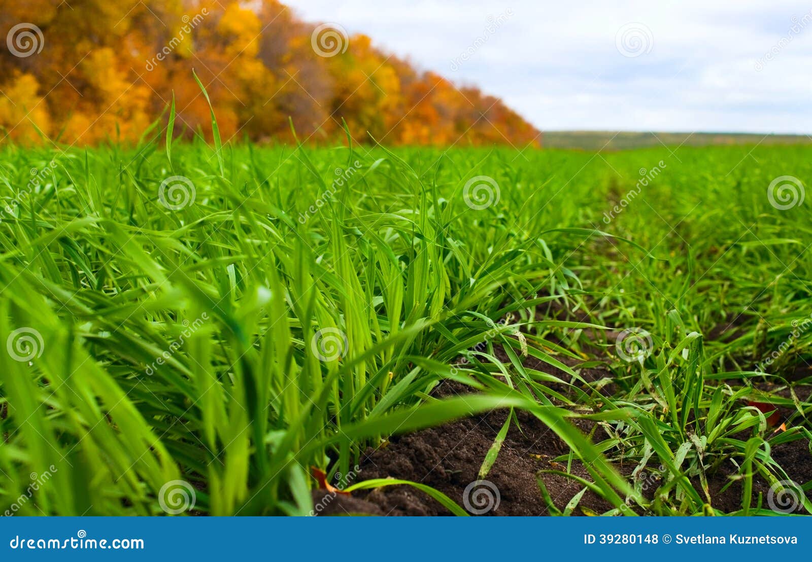 Winter wheat stock photo. Image of soil, grass, planting - 39280148