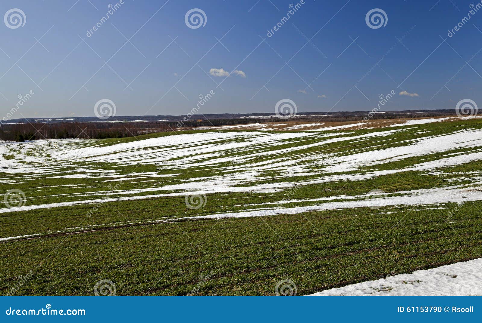 Winter Wheat Crops in Early Spring Stock Photo - Image of season, land ...