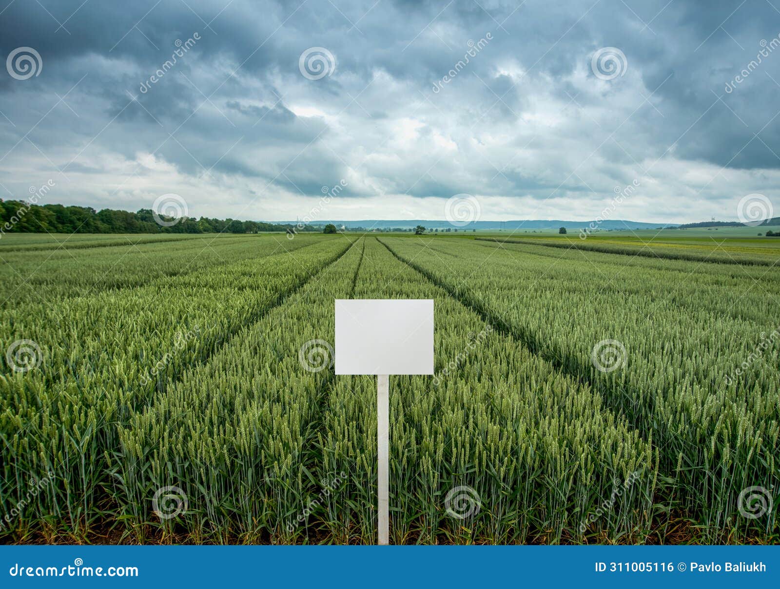 Varieties Of Winter Wheat, Sectors Demo Plots With Pointers Royalty ...