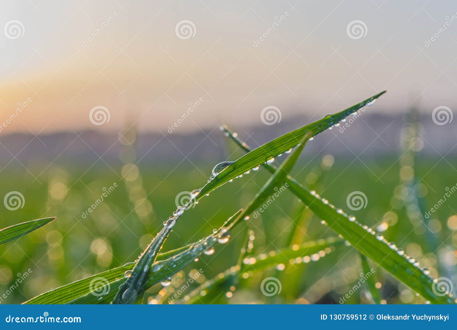 Winter Wheat with Drops of Dew in Late Autumn at Sunset Stock Photo ...